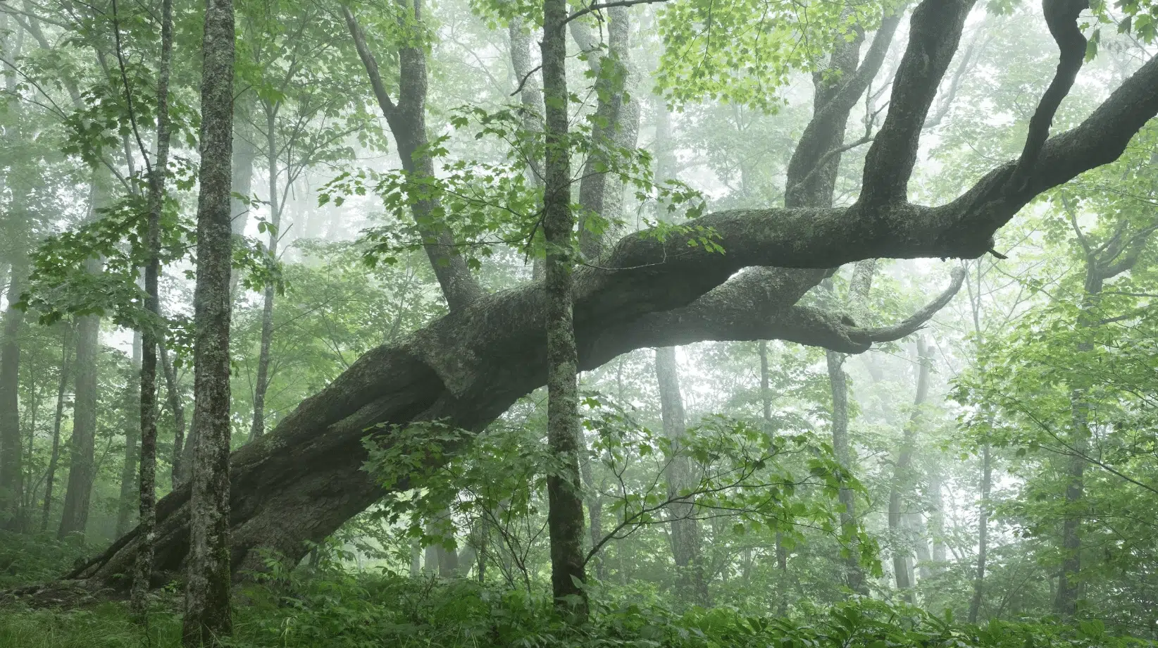 Protecting the Ancient Forests of the Blue Ridge | MountainTrue